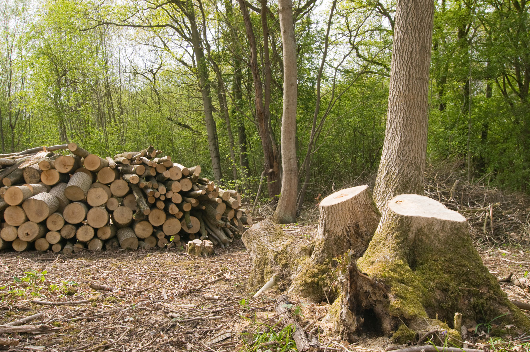 Hauling Logs in the Early Days of Logging - Farm Collector